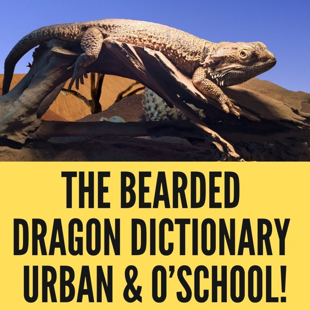 The Ideal Bearded Dragon Tank Size by Life Stage - Reptilesly